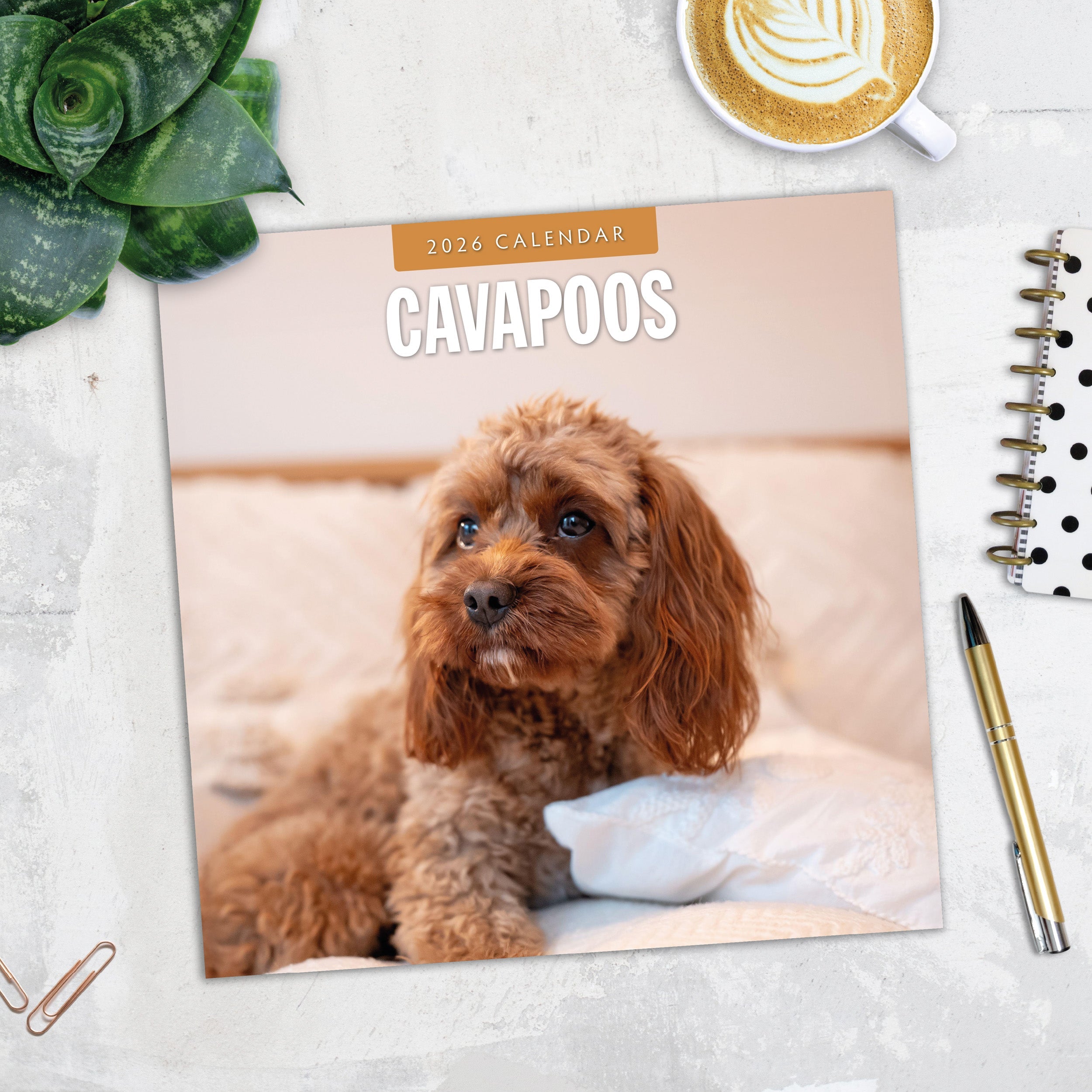 2026 Cavapoos - Square Wall Calendar