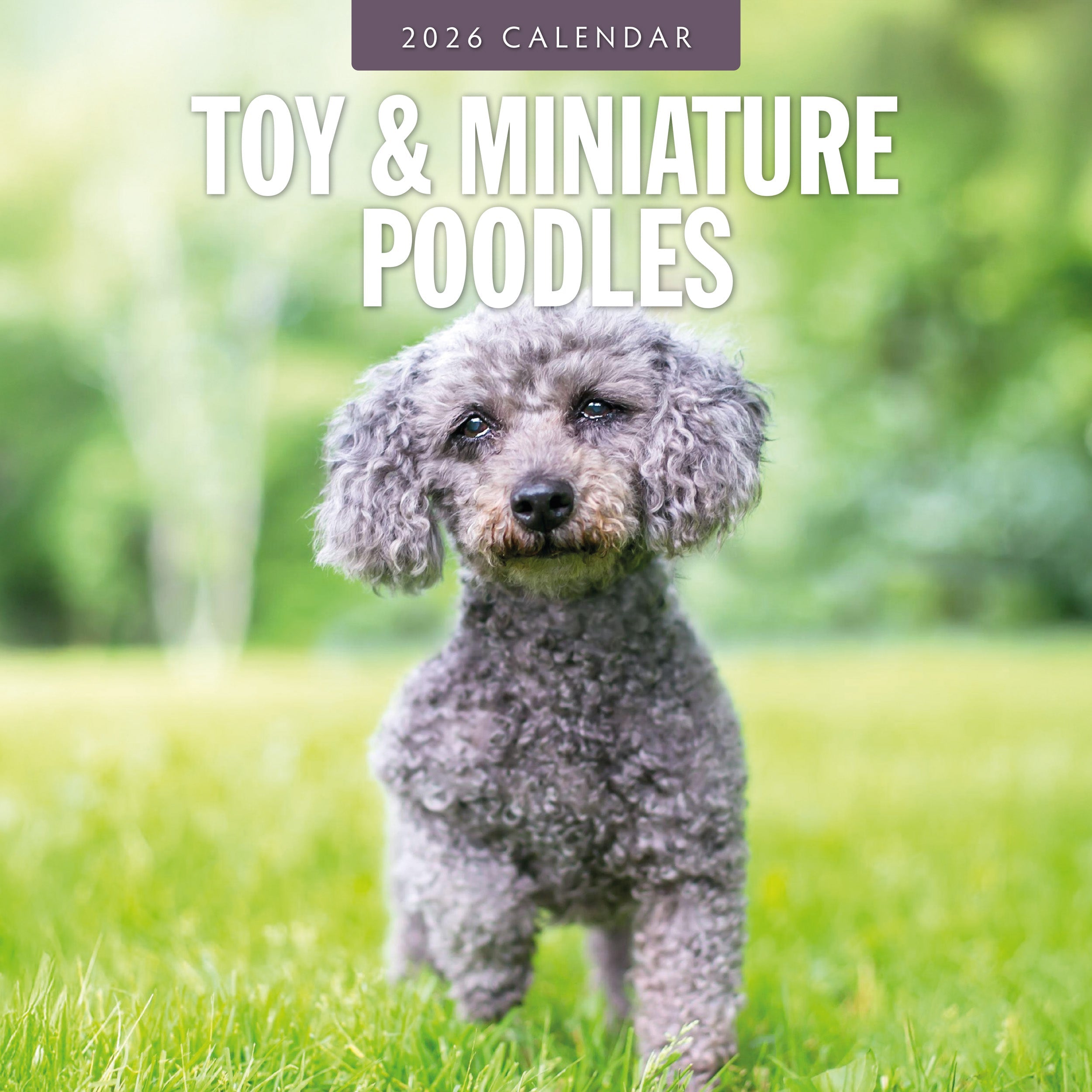 2026 Toy and Miniature Poodles - Square Wall Calendar