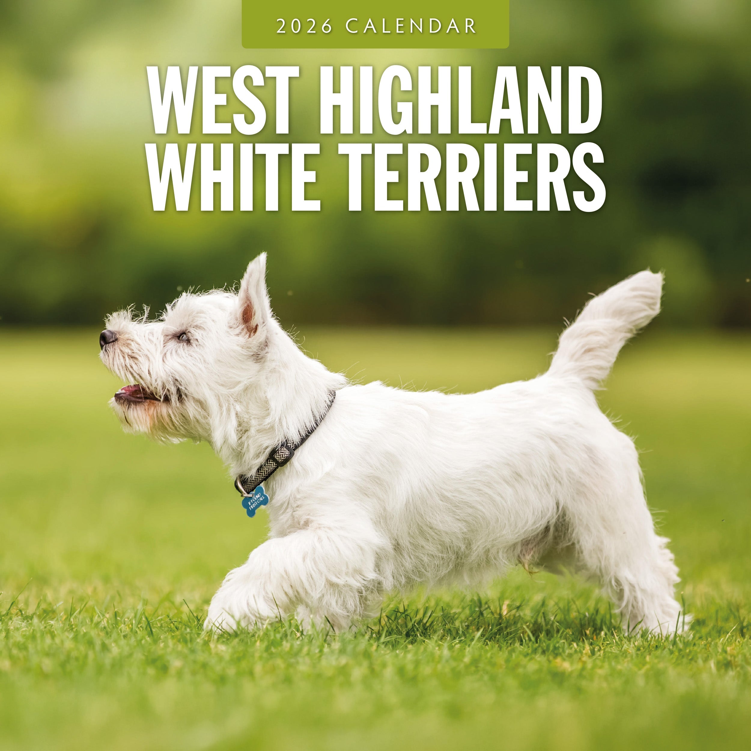 2026 West Highland White Terriers - Square Wall Calendar