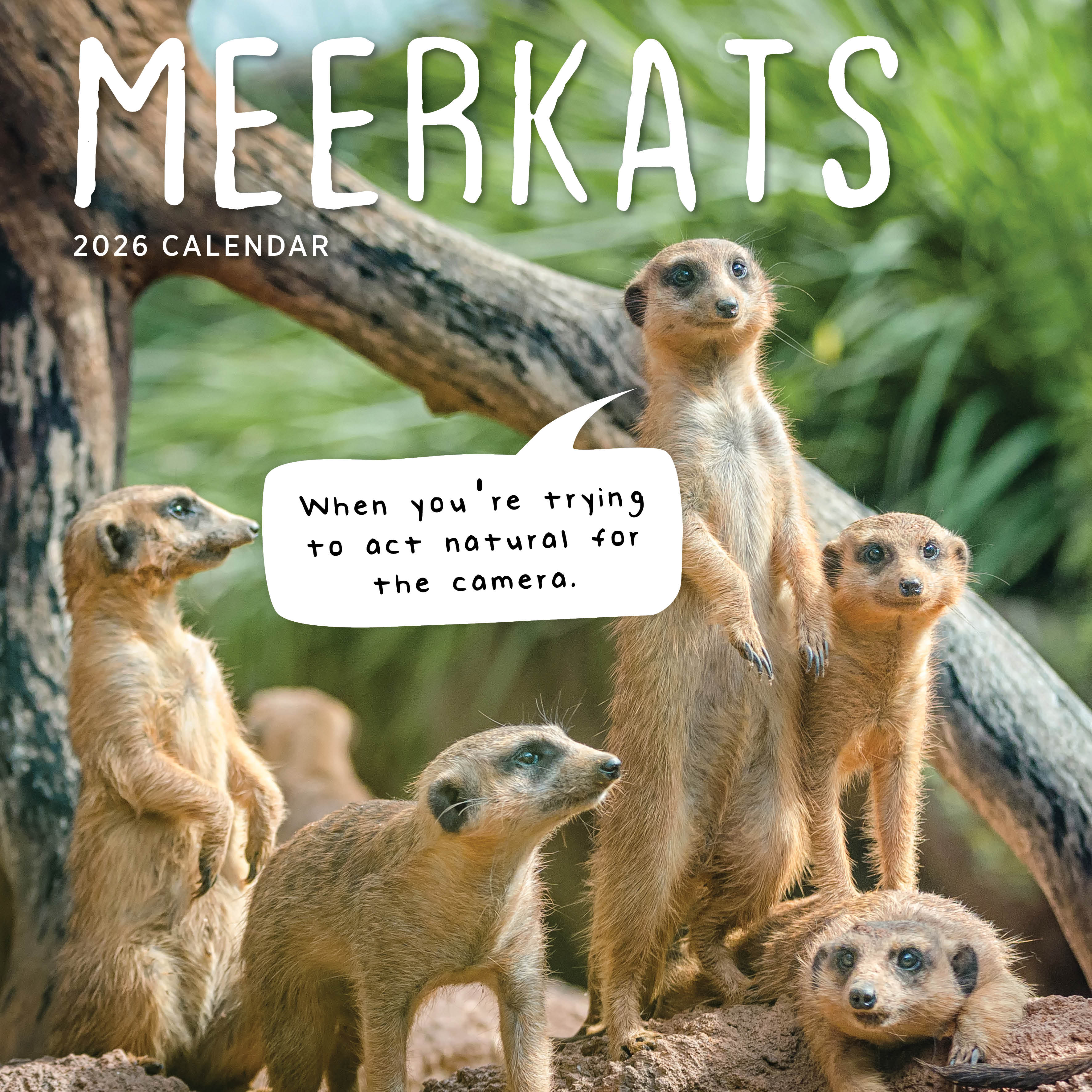 Funny Calendars: A Year Full of Laughter and Joy