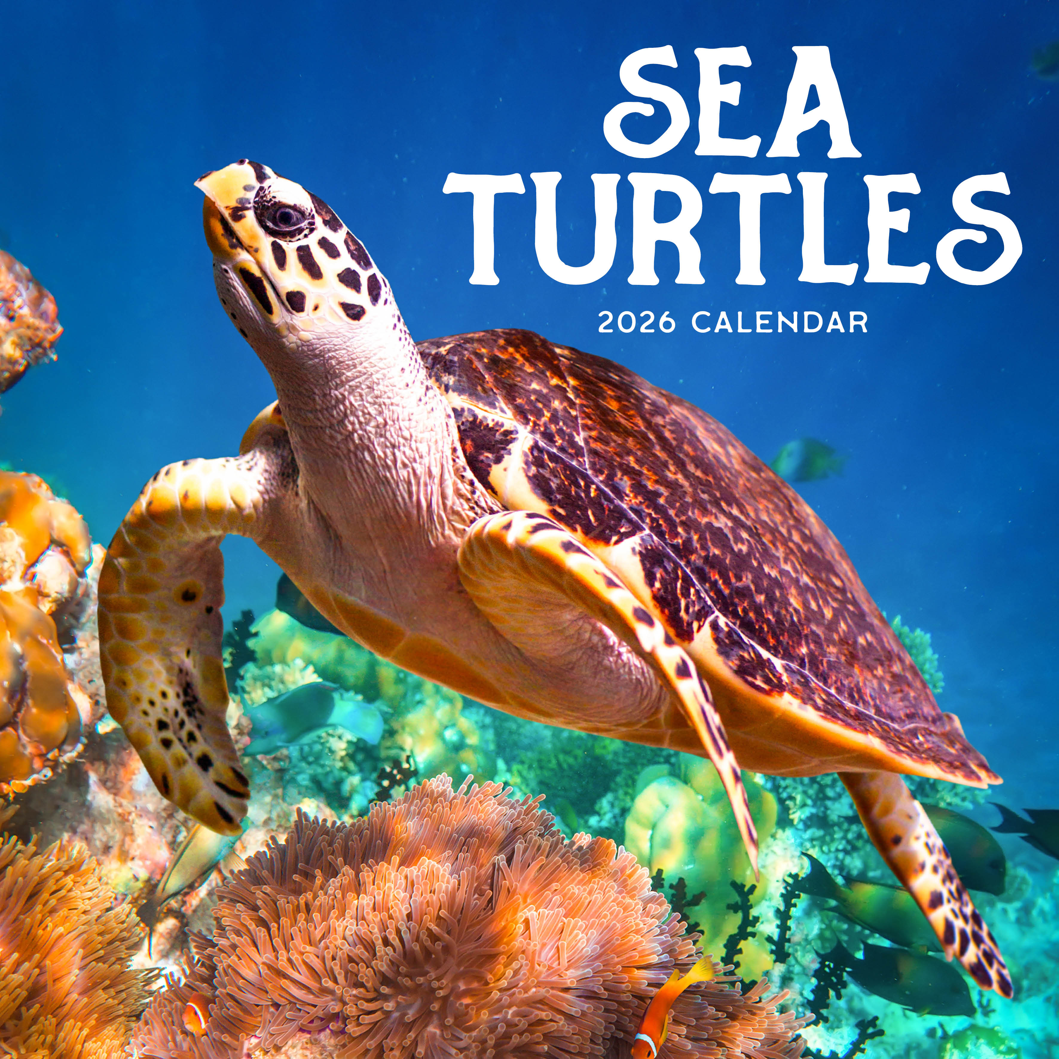 2026 Sea Turtles - Square Wall Calendar