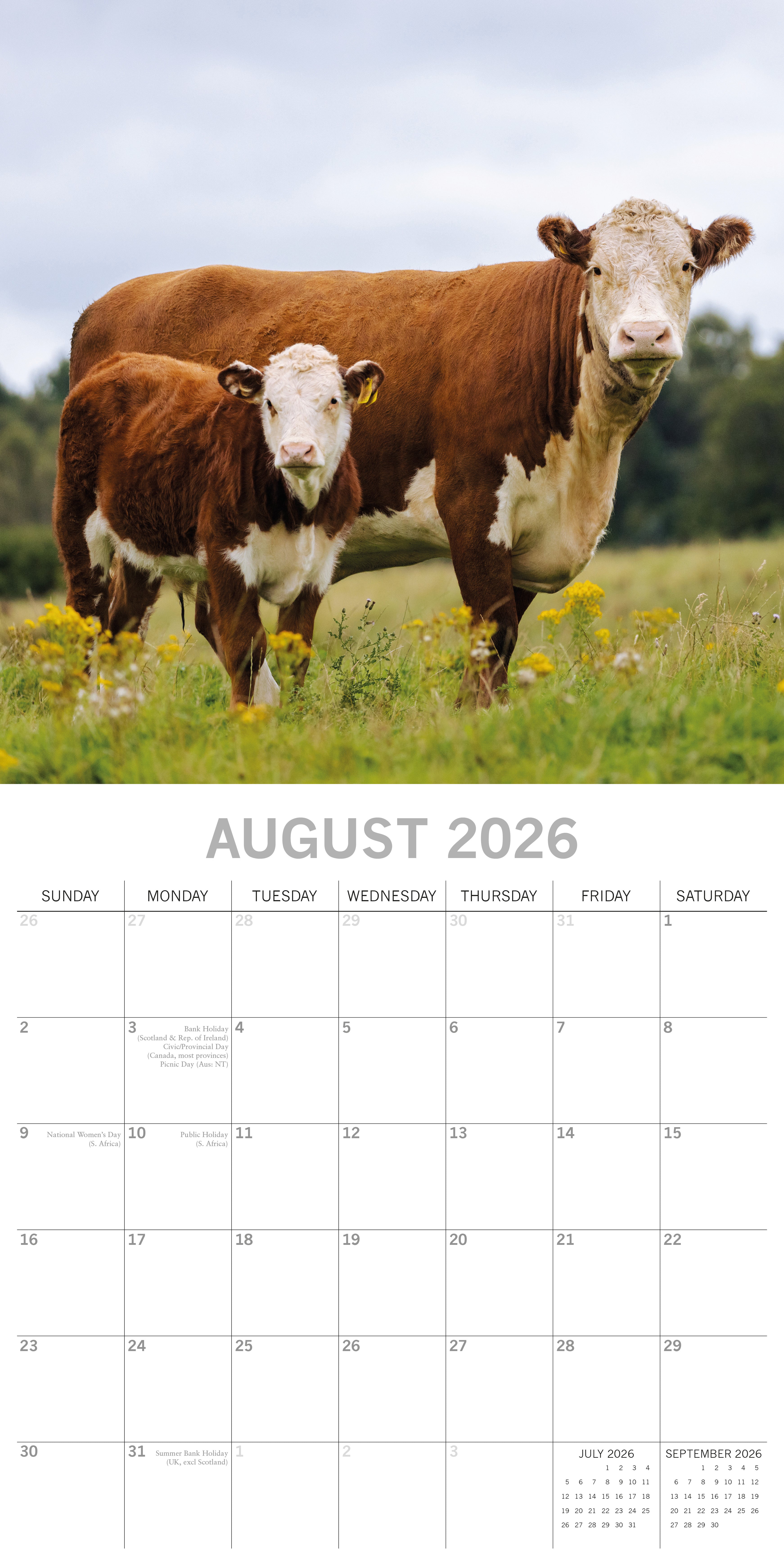 2026 Cows - Square Wall Calendar